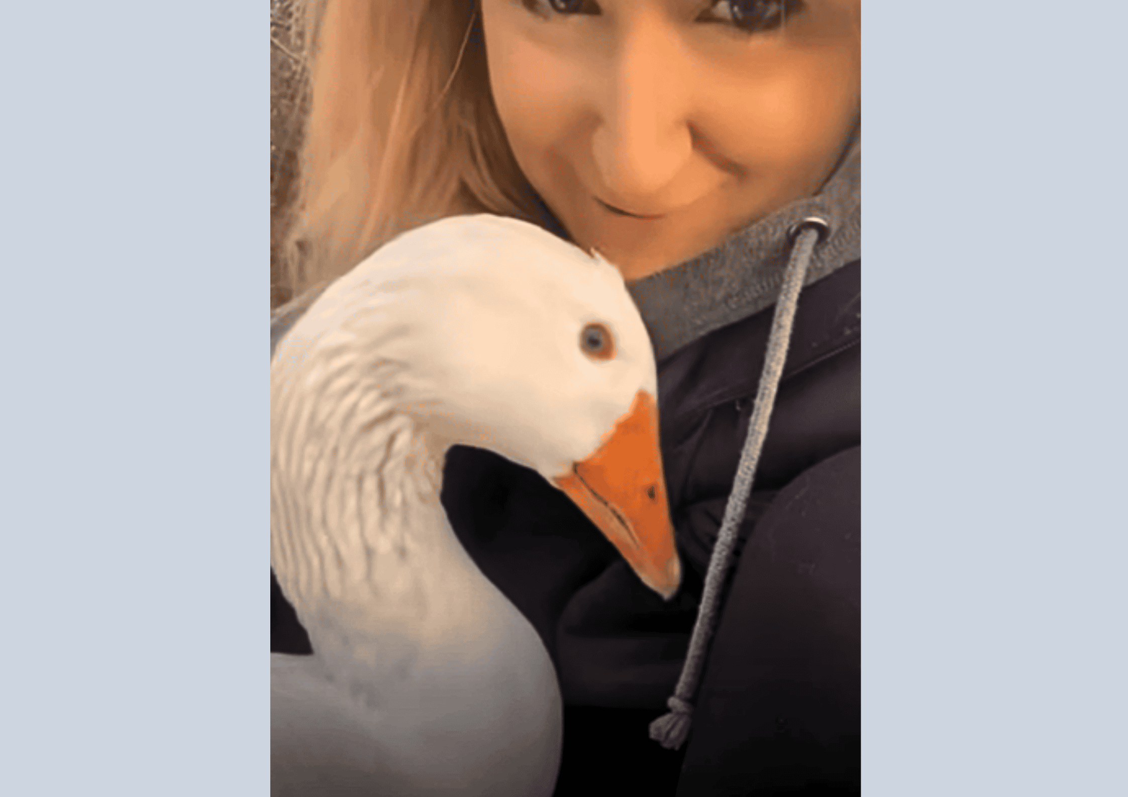 Dedicated Goose Thinks Woman is His Wife and Builds Nests for Her ...