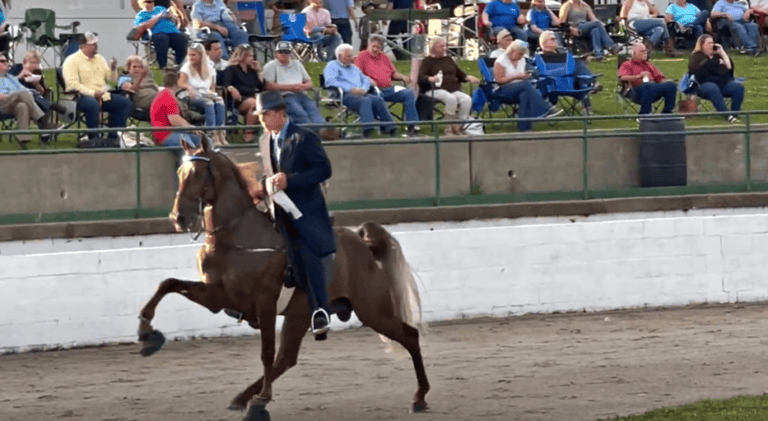USDA Finally Ends Inhumane Technique of Horse Soring at Tennessee ...