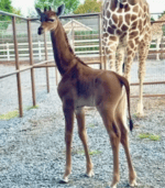 Spotless Giraffe Born In Tennessee - Animals Around The Globe