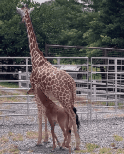 Spotless Giraffe Born In Tennessee - Animals Around The Globe