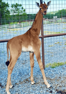 Spotless Giraffe Born In Tennessee - Animals Around The Globe