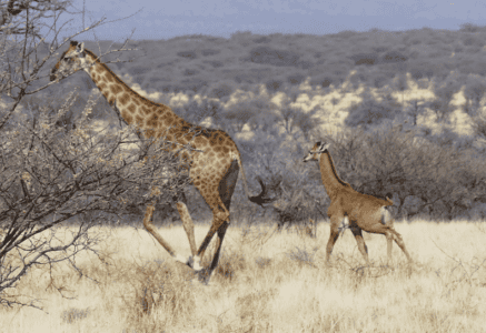 Spotless Giraffe Born In Tennessee - Animals Around The Globe