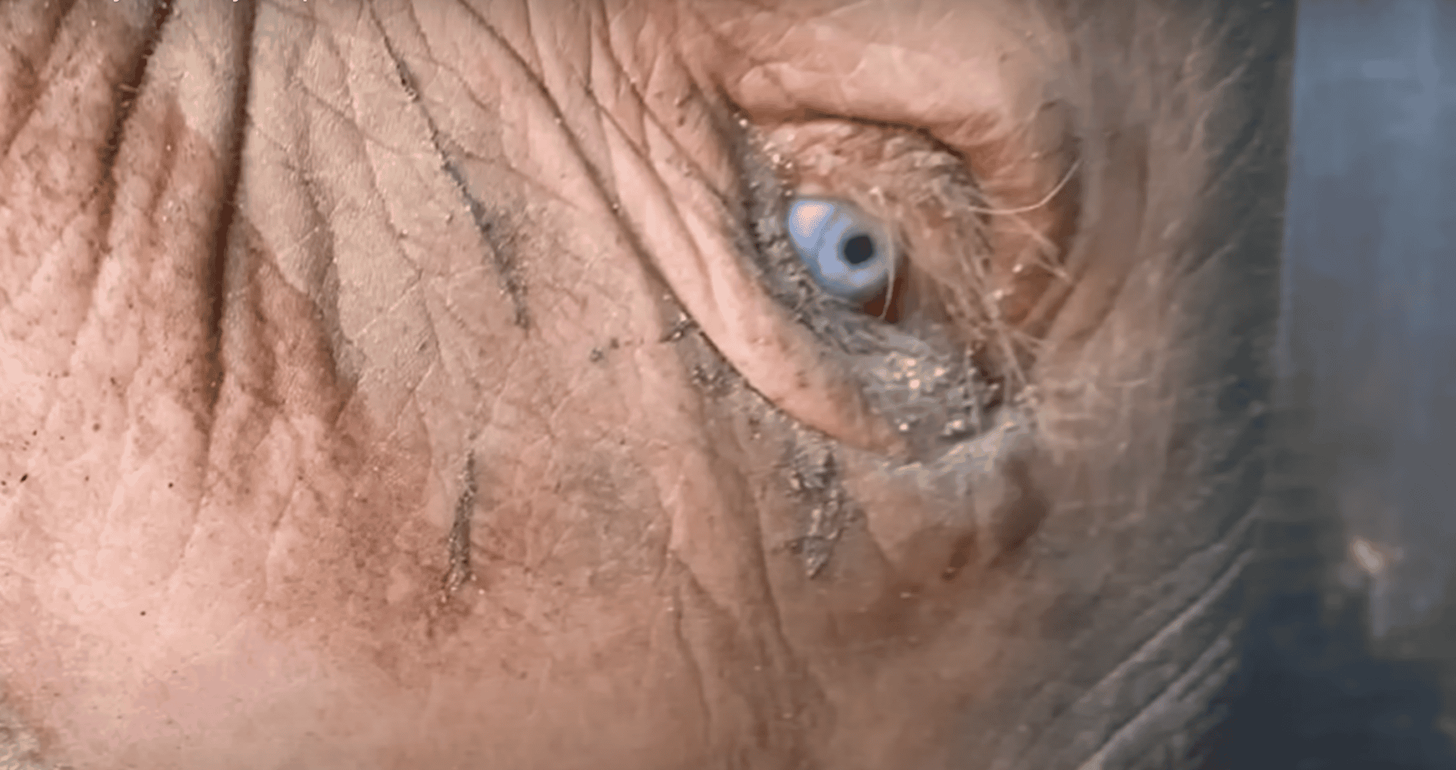Conozca al increíblemente raro bebé elefante de ojos azules - Animales ...