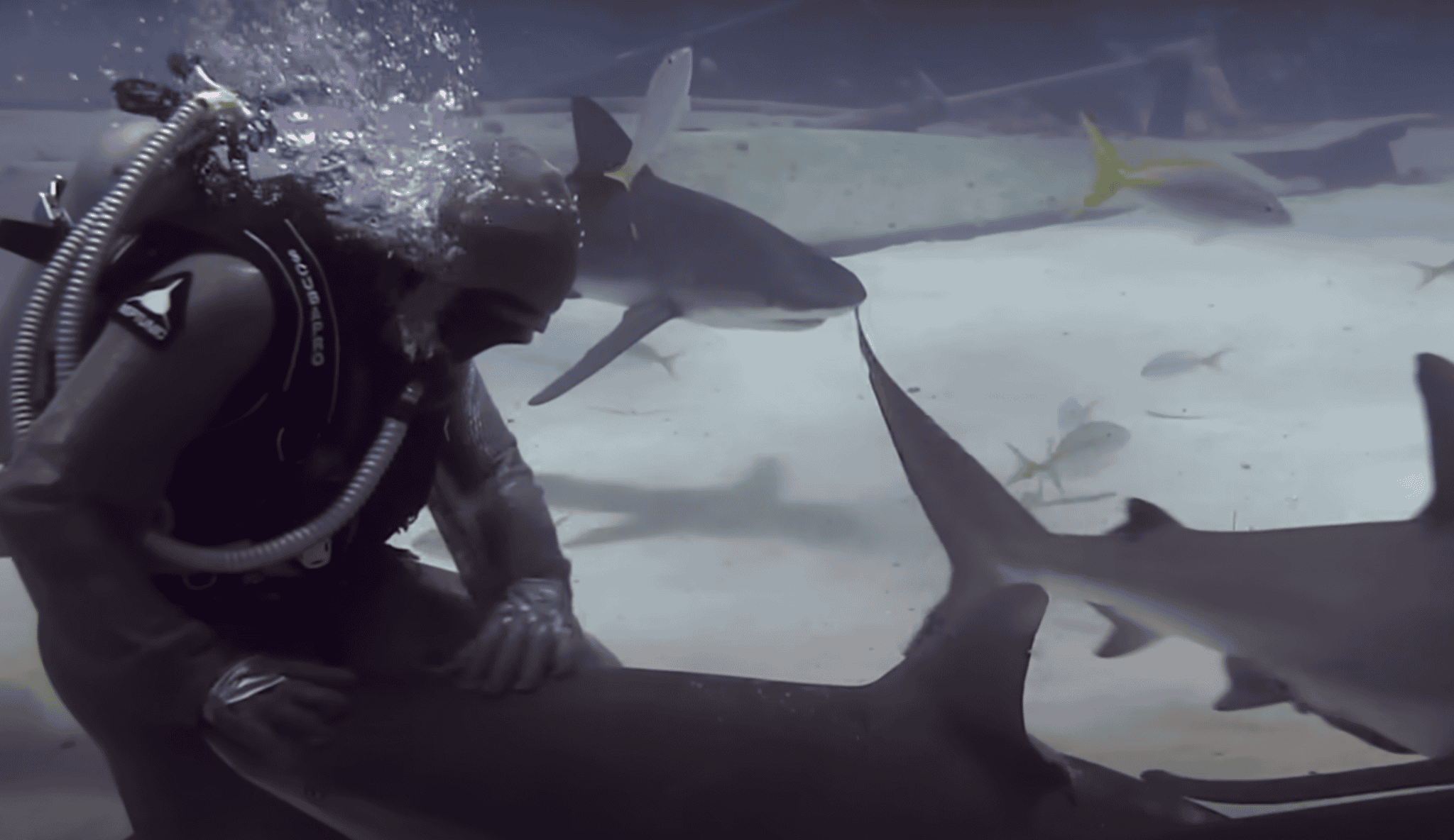 Diver Has Removed Over 300 Hooks From Sharks' Mouths - Sharks Show ...