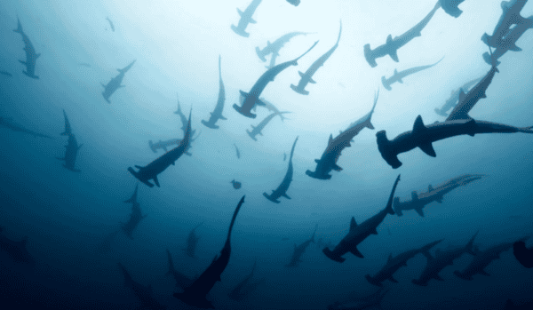 Rare Footage of Hammerhead Sharks Swimming in Cyclones Around Ancient ...