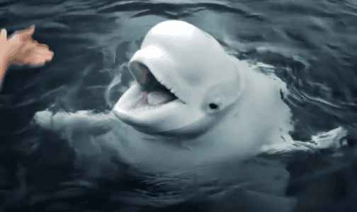 After Years in Captivity, Two Beluga Whales Smile While Transported ...