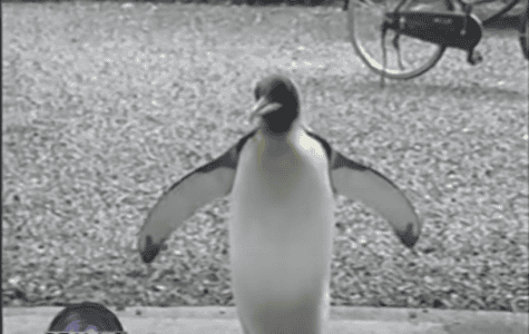 Lala, The Famous Penguin Who Went Shopping