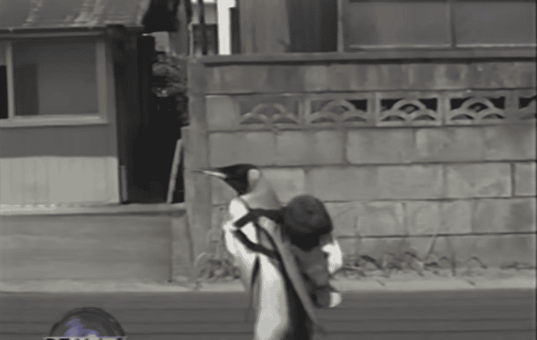 Lala, The Famous Penguin Who Went Shopping
