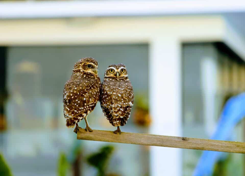 10 Weird Animal Behaviors and What They Actually Mean - Animals Around ...
