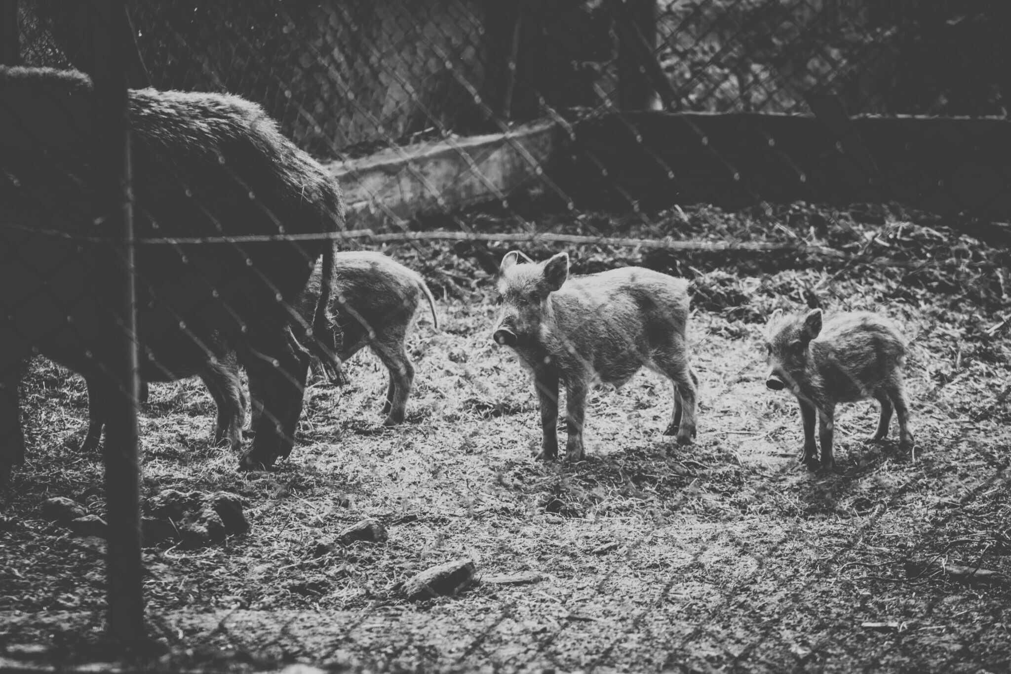 Why Wild Boars Are Wreaking Havoc Across the South - Animals Around The ...
