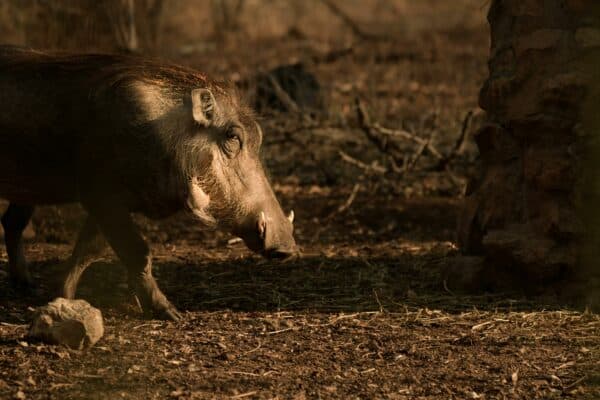 Why Wild Boar Are Becoming a Major Problem in the South
