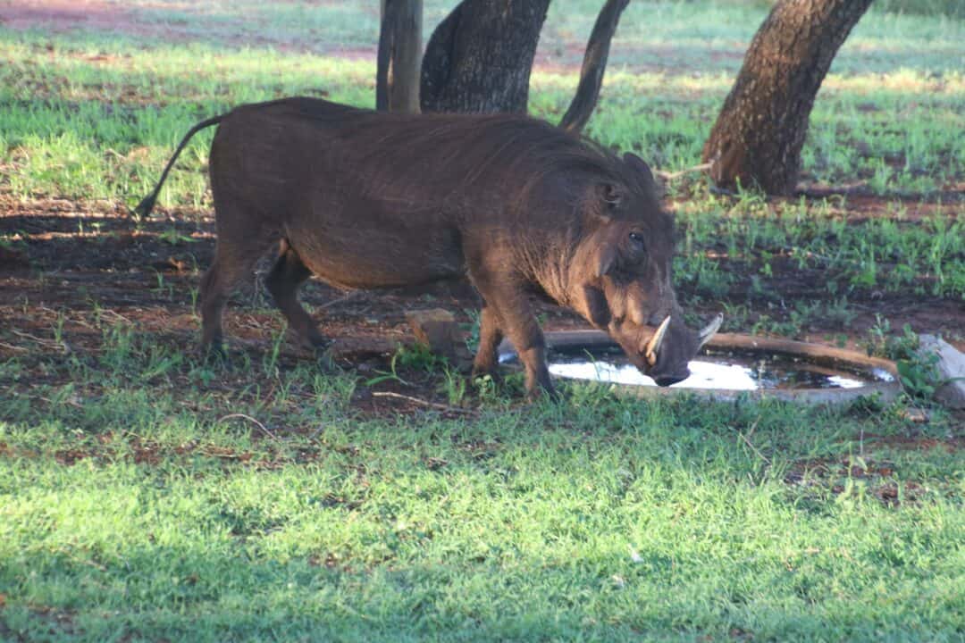 Why Wild Boars Are Taking Over European Forests