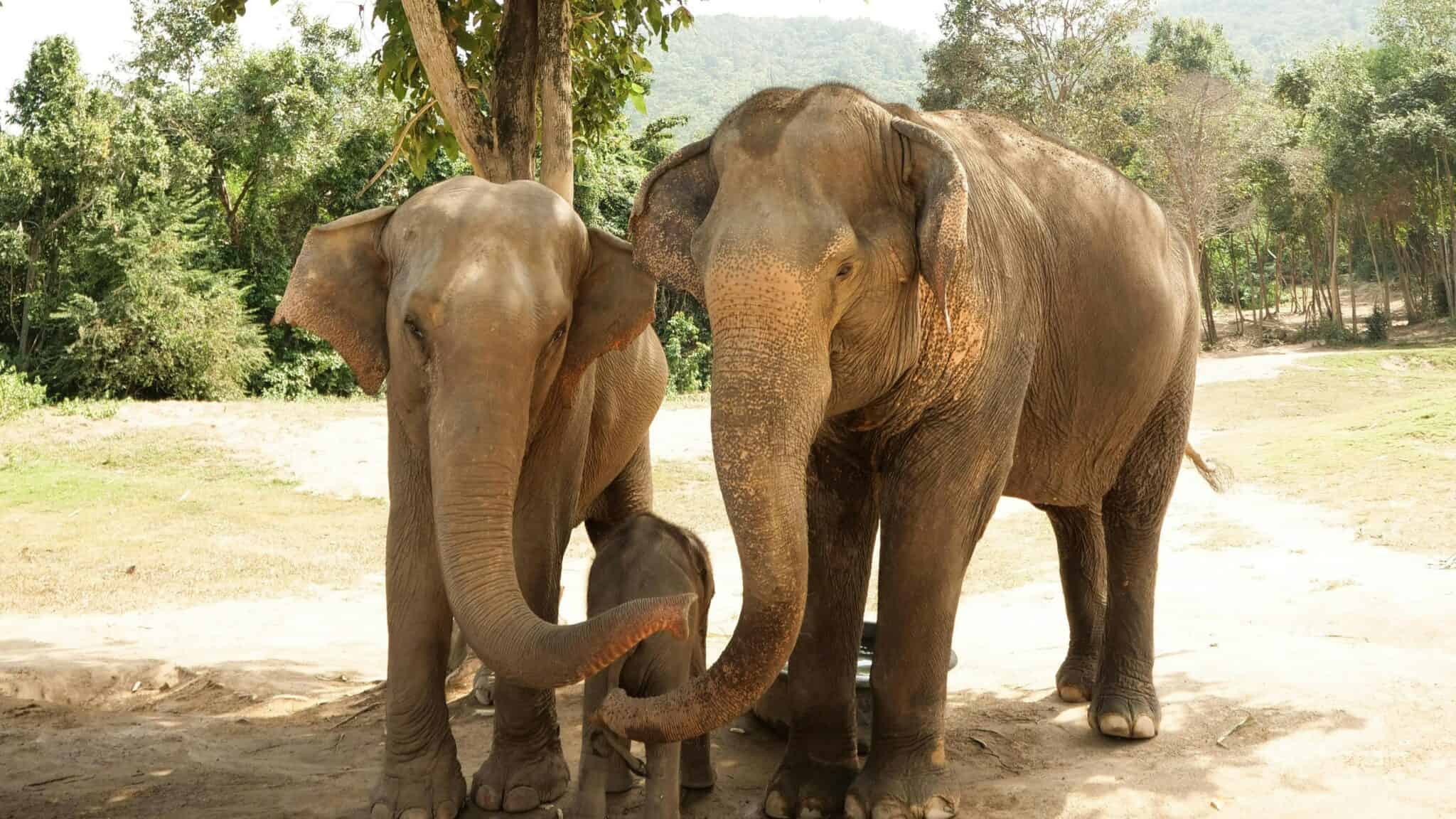 11 Animals That Can Recognize Themselves in a Mirror