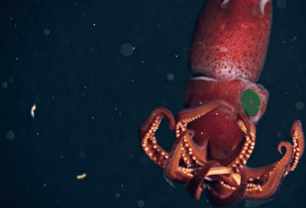 Strawberry Squid with Different Colored Eyes Spotted Off California ...