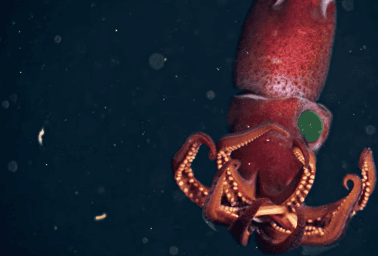 Strawberry Squid with Different Colored Eyes Spotted Off California ...
