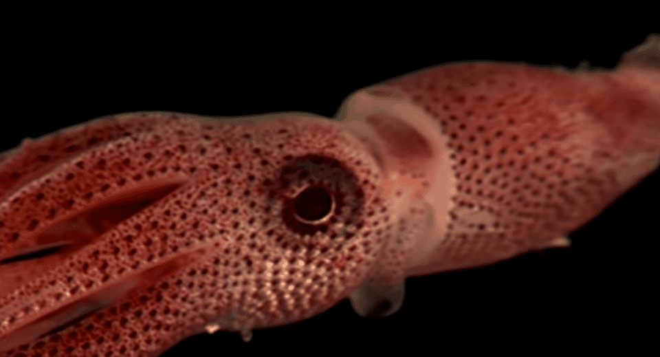 Strawberry Squid with Different Colored Eyes Spotted Off California ...
