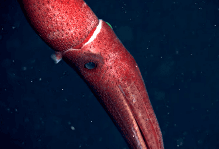 Strawberry Squid with Different Colored Eyes Spotted Off California ...