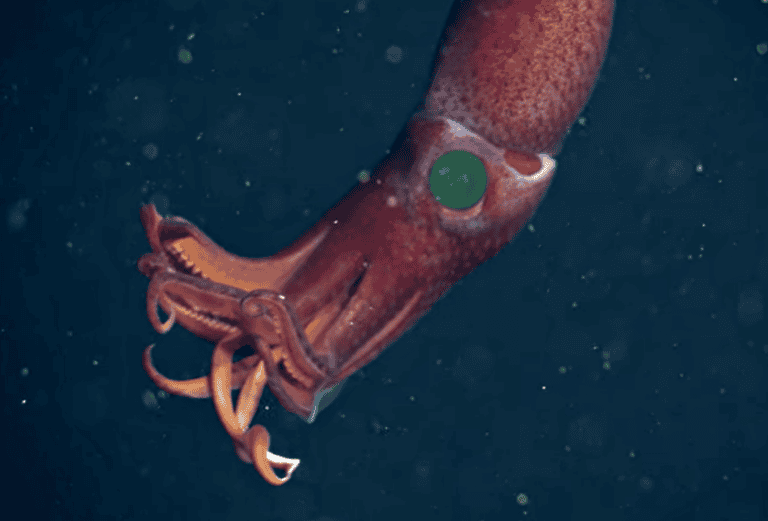 Strawberry Squid with Different Colored Eyes Spotted Off California ...