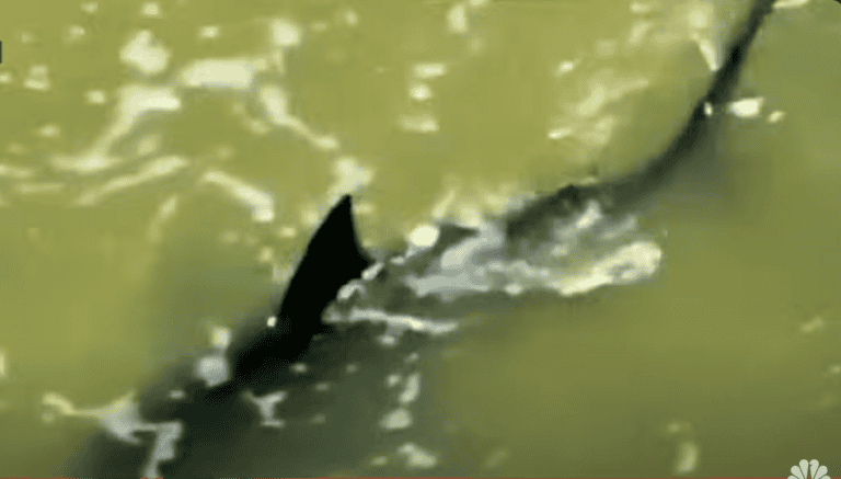 10 Terrifying Shark Encounters Caught on Camera in the US