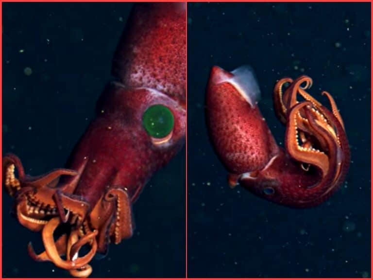 Strawberry Squid with Different Colored Eyes Spotted Off California ...