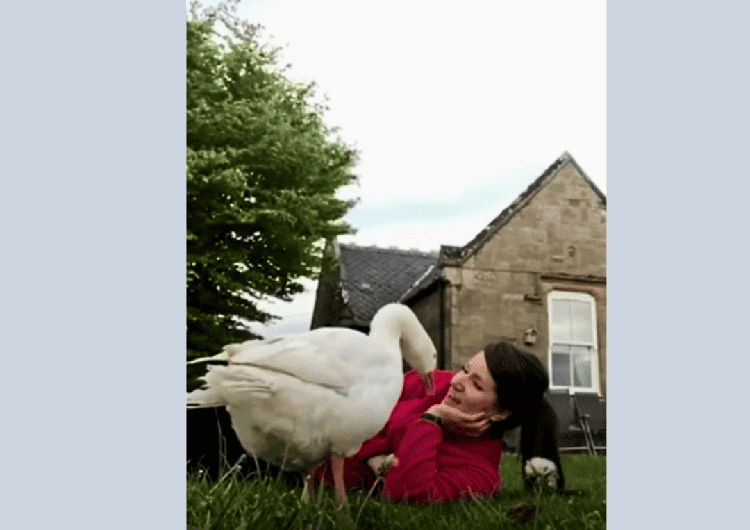 Dedicated Goose Thinks Woman is His Wife and Builds Nests for Her ...