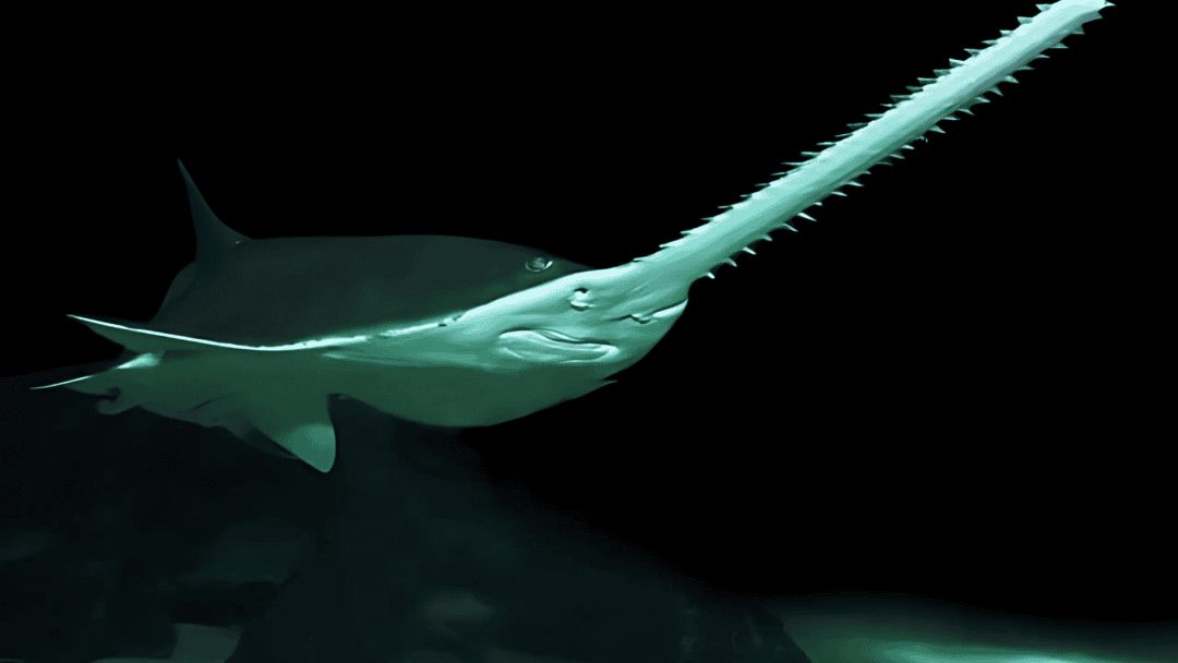 Why the Sawfish Has a Chainsaw-Like Snout - Animals Around The Globe
