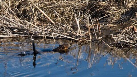 How Beavers Engineer Their Own Ecosystems