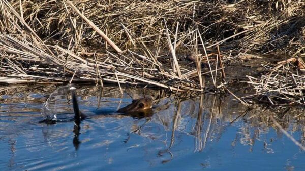 How Beavers Are Shaping Entire Ecosystems Across North America