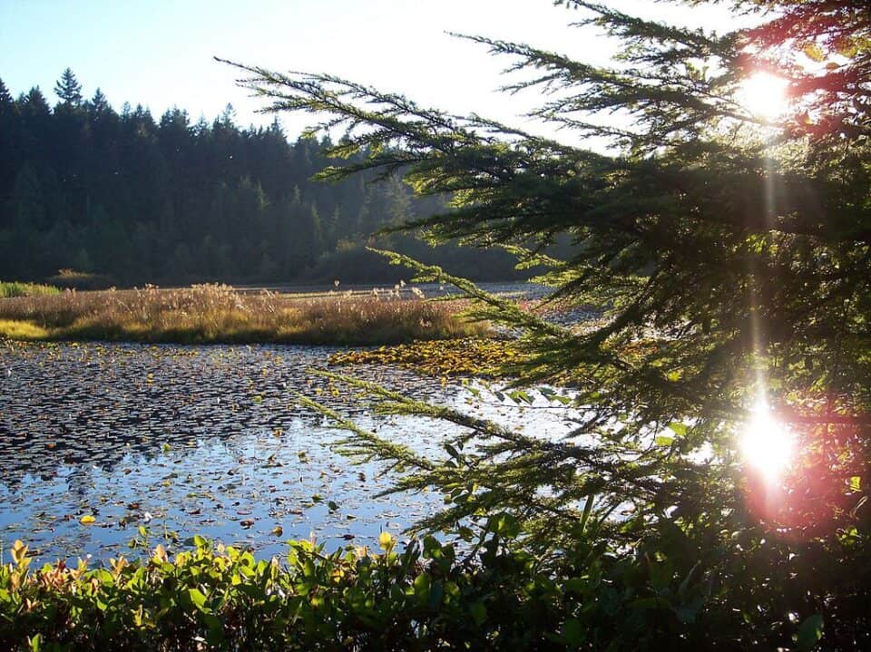 How Beavers Are Helping Rebuild Ecosystems - Animals Around The Globe