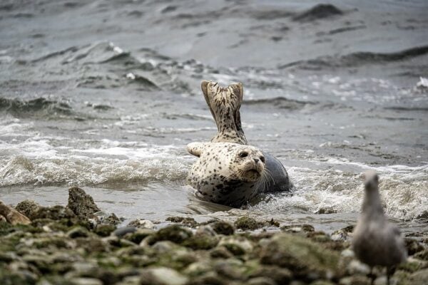 10 Animals You Can Discover In Acadia National Park
