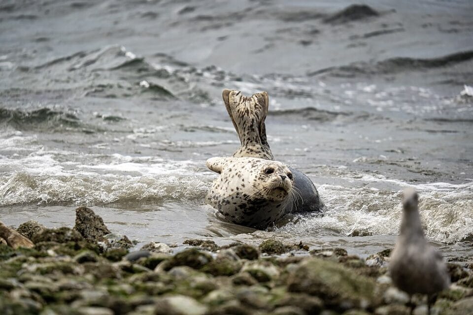 10 Animals You Can Discover In Acadia National Park