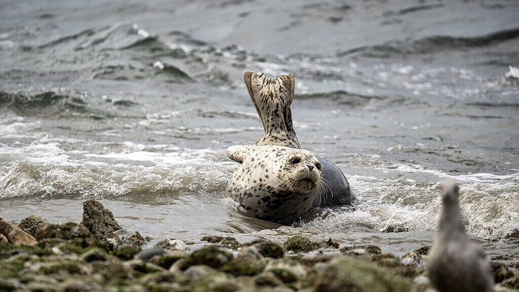 Maximus the Seal: A Daily Visitor and Sunbather on a Pembrokeshire ...