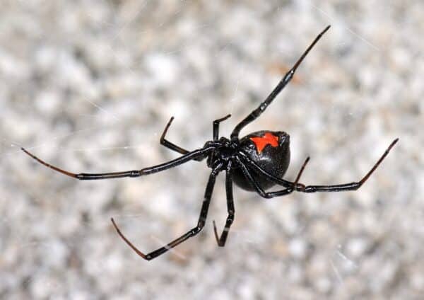 14 Small But Definitely Dangerous Animals In The US - Animals Around ...