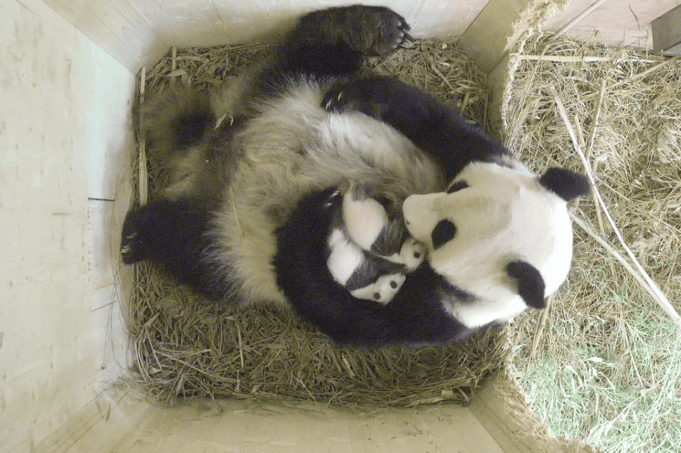11 Things That Make Baby Pandas So Unique - Animals Around The Globe