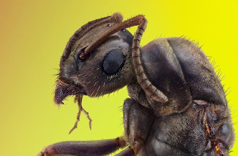 Super Aggressive Ants are Now Spreading At 1.2 Miles A Year In ...