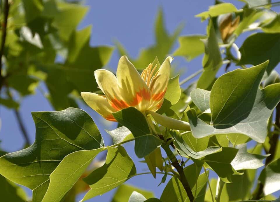Study Shows that Tulip Tree Hold the Answer To Halt Climate Change ...