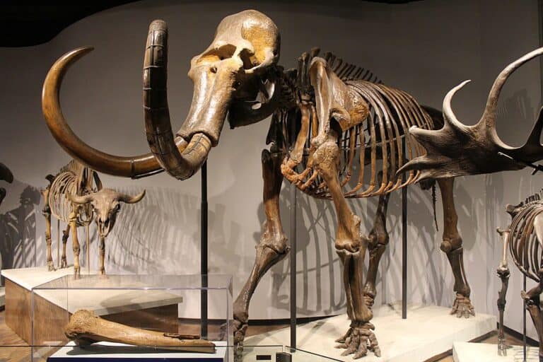 The Legendary Woolly Mammoth: A Giant of the Ice Age - Animals Around ...