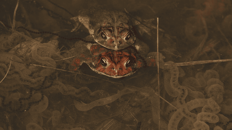 The Incredible Lifecycle of the American Toad - Animals Around The Globe