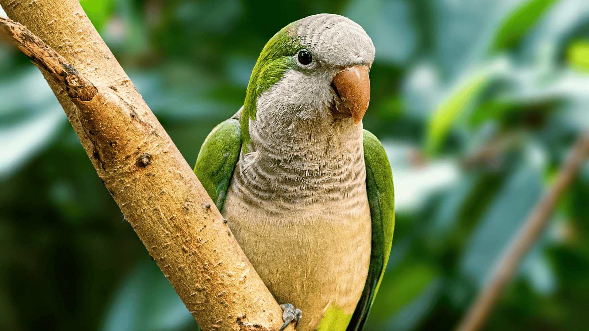 12 Wild Birds That Thrive in Urban Cities - Animals Around The Globe