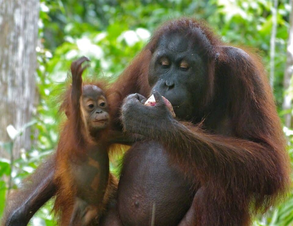 Orangutan Moms Build a New Nest Every Night