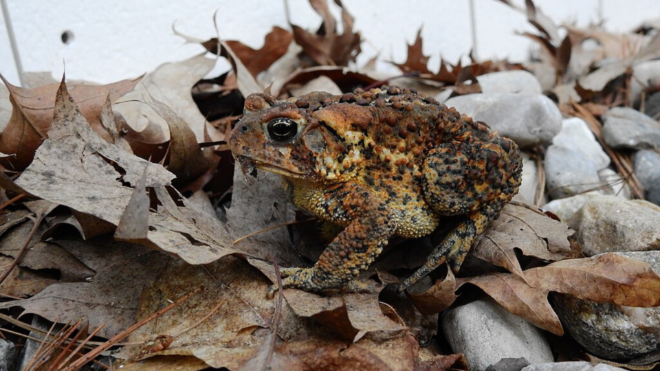 The Incredible Lifecycle of the American Toad - Animals Around The Globe