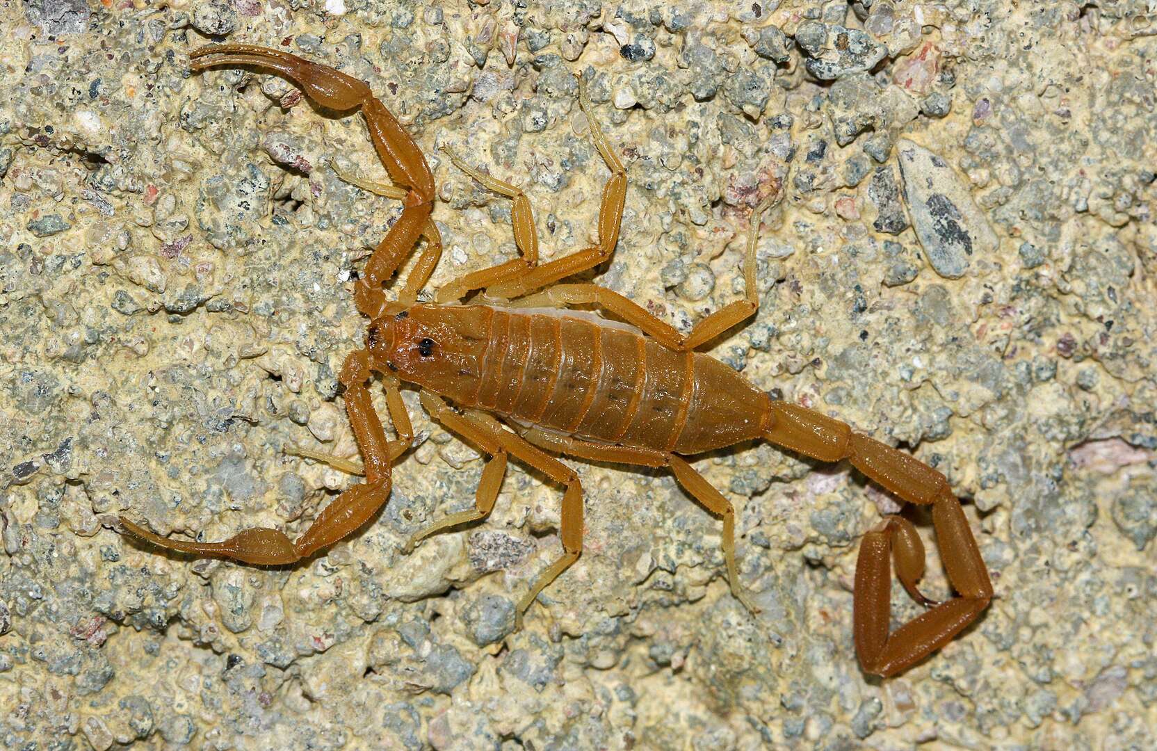 These Cities In America Are Scorpion Hot Spots - Animals Around The Globe