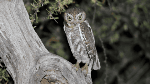 Camouflage and Mimicry: Survival Tactics in the Animal World. - Animals ...