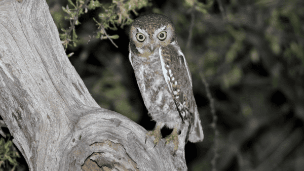 Camouflage and Mimicry: Survival Tactics in the Animal World. - Animals ...