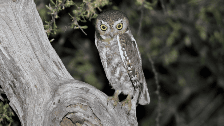 Camouflage and Mimicry: Survival Tactics in the Animal World. - Animals ...