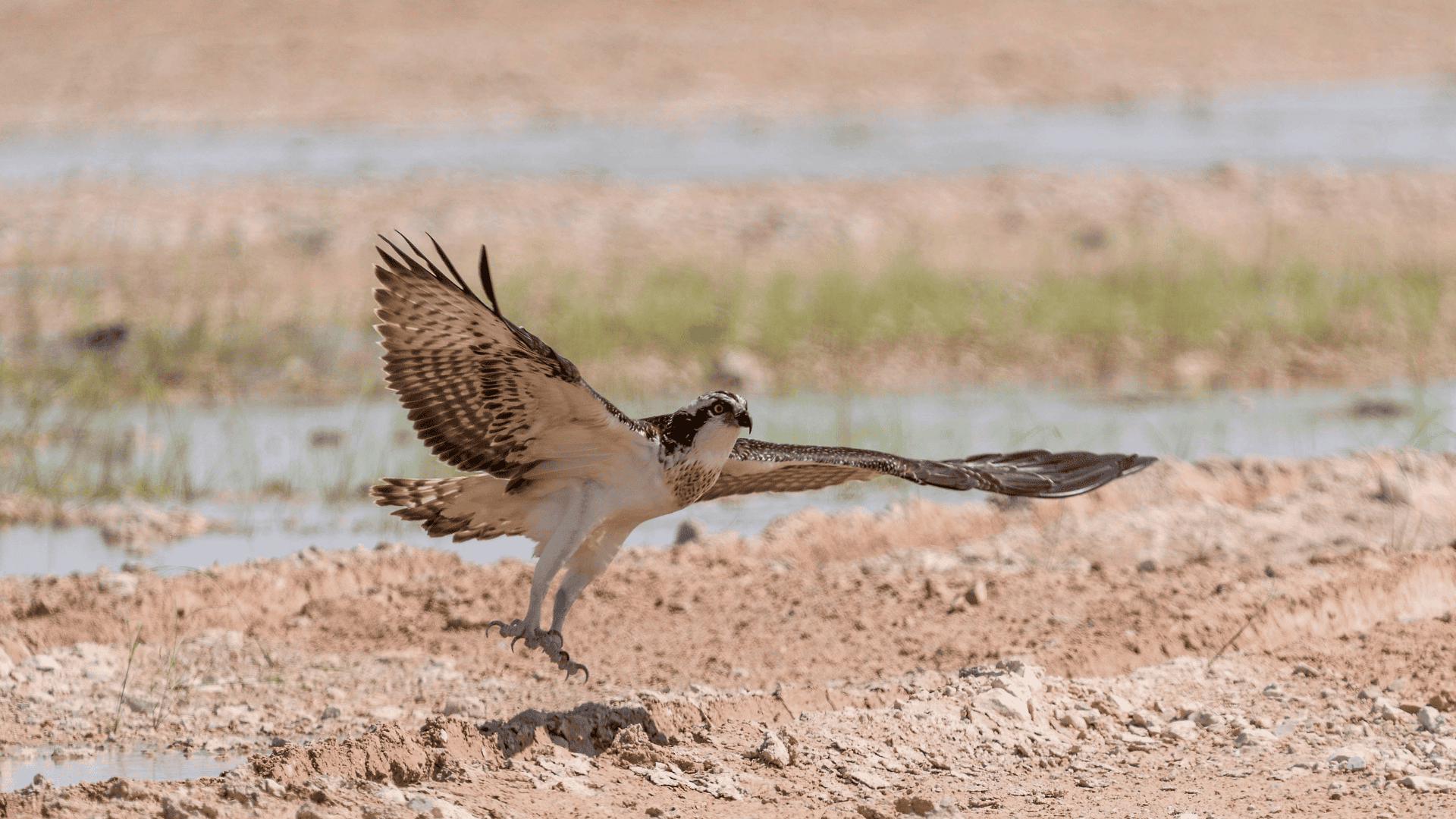 The 11 Fastest Animals on Earth and How They Compare to Humans ...