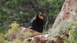 How the California Condor Was Brought Back from the Brink - Animals ...