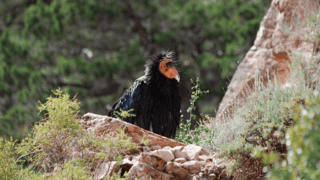 How the California Condor Was Brought Back from the Brink - Animals ...