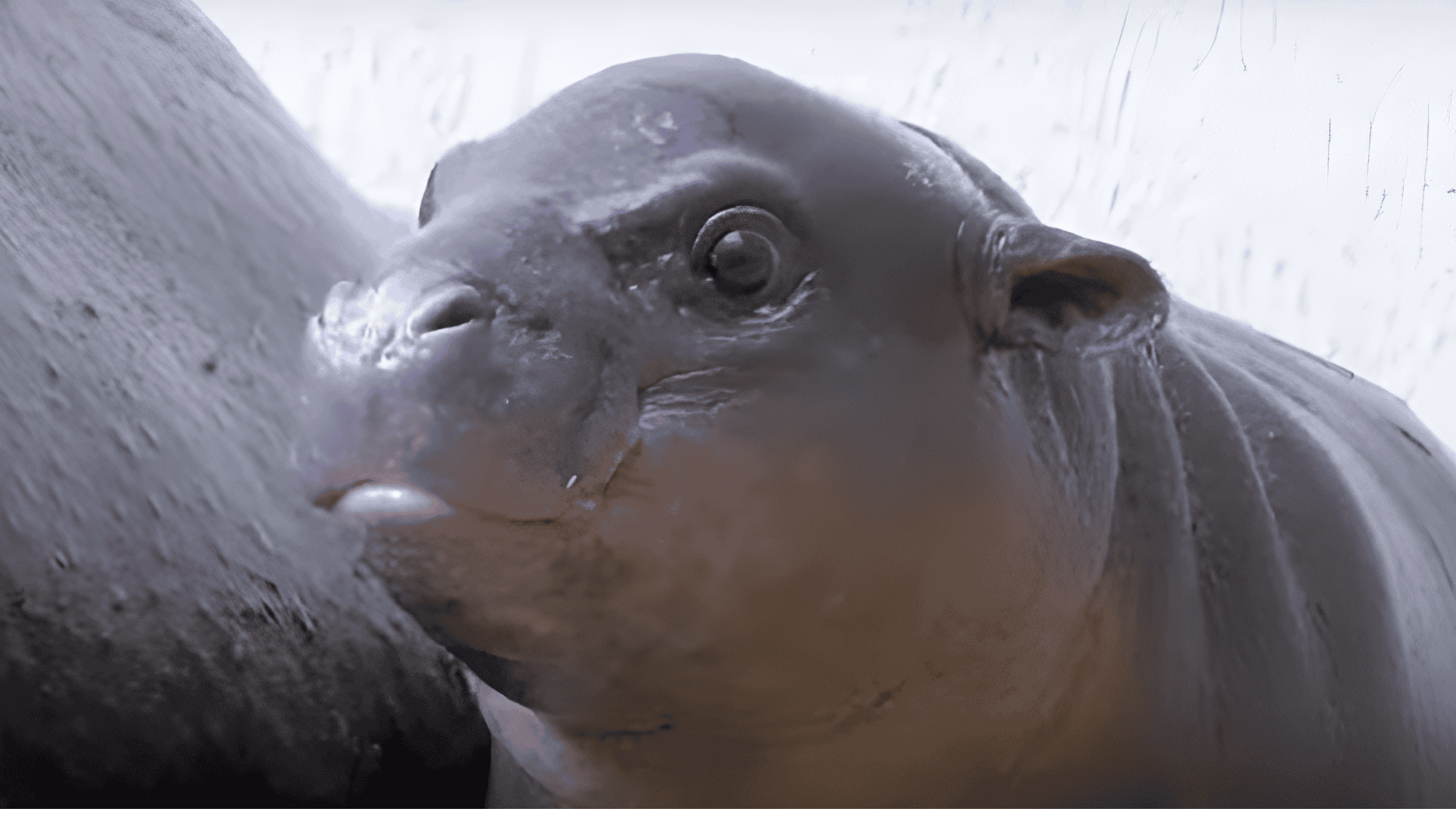 New Pygmy Hippo With Superstar Name Welcomed At Berlin Zoo In Germany ...