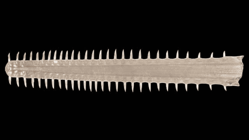 Million-Year-Old Prehistoric Sawfish Resurfaces From The Depths Near ...